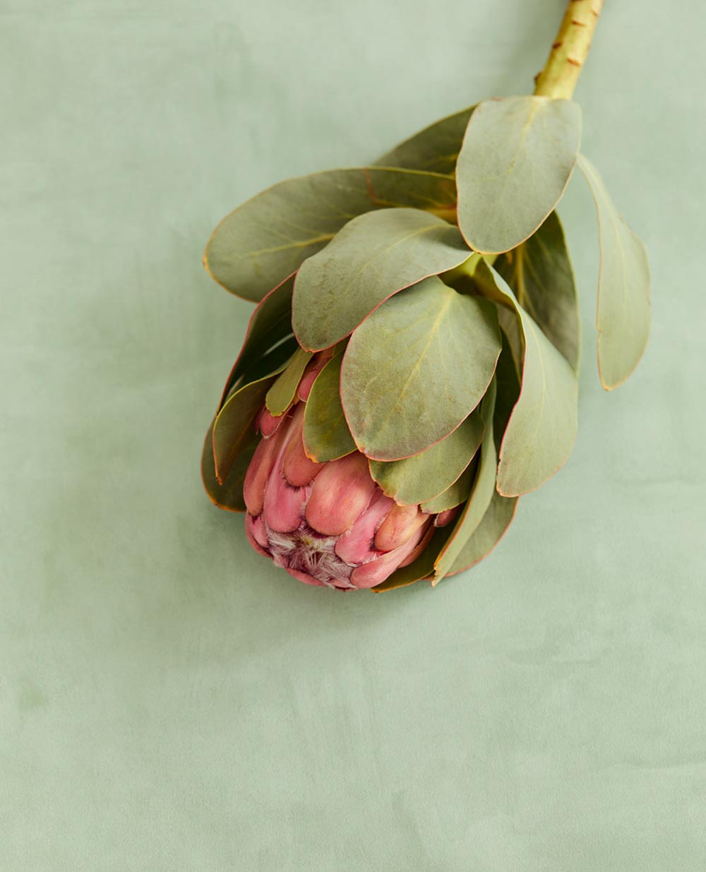 Unify VE333221 – vervedc